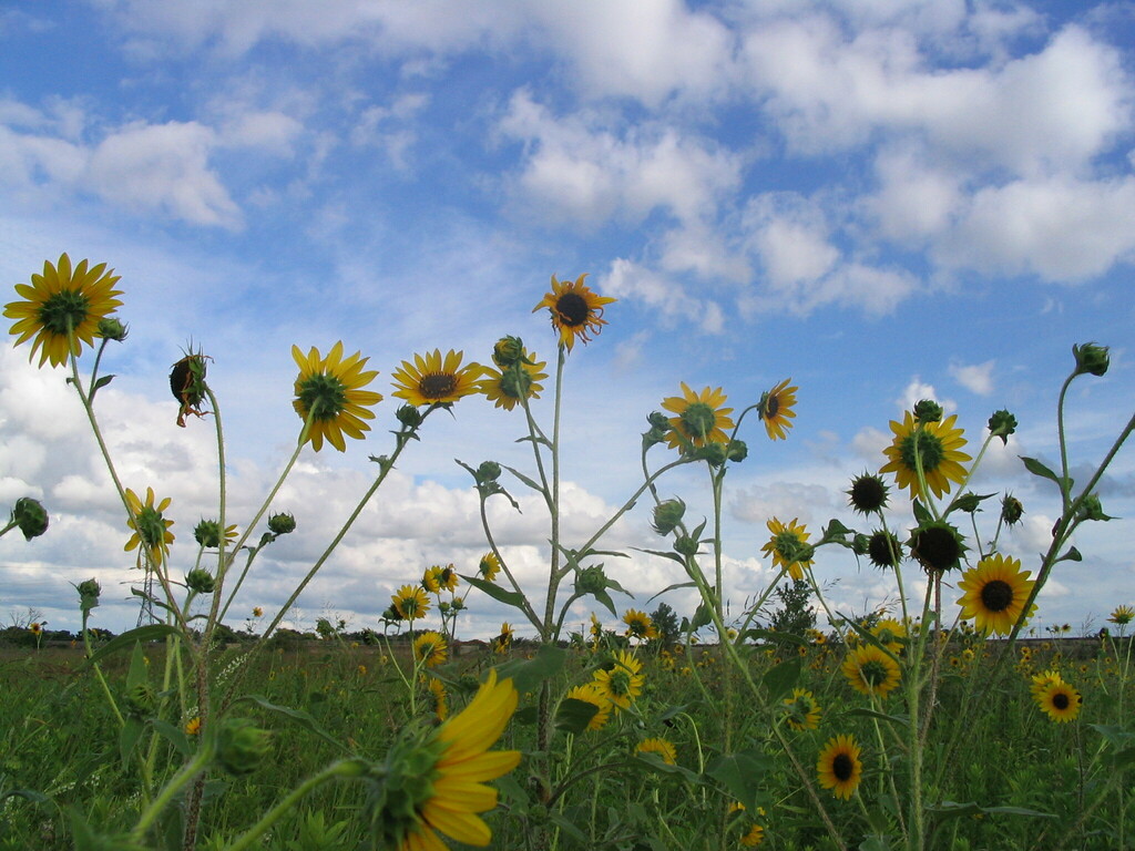 Common Sunflower from Richardson, TX, USA on June 22, 2004 at 06:26 PM ...