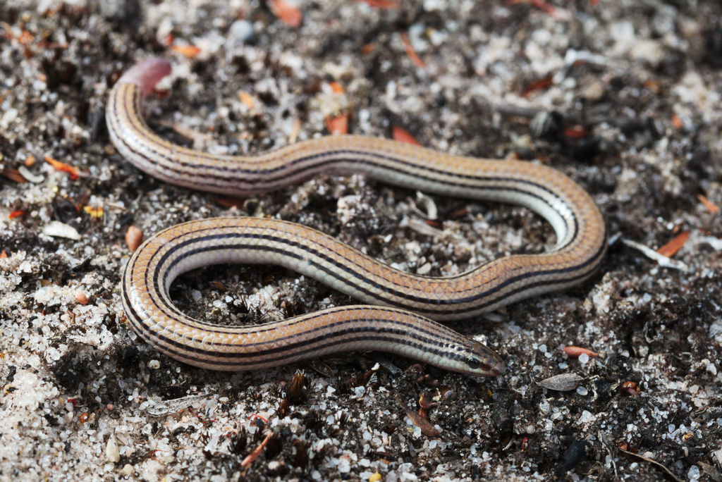 Striated Worm-lizard from Kaniva VIC 3419, Australia on January 26 ...
