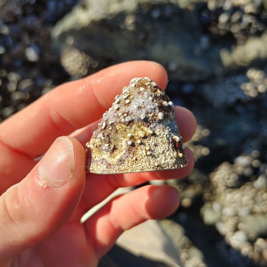 Whitecap Limpet from Capital, BC, Canada on January 29, 2023 at 02:00 ...