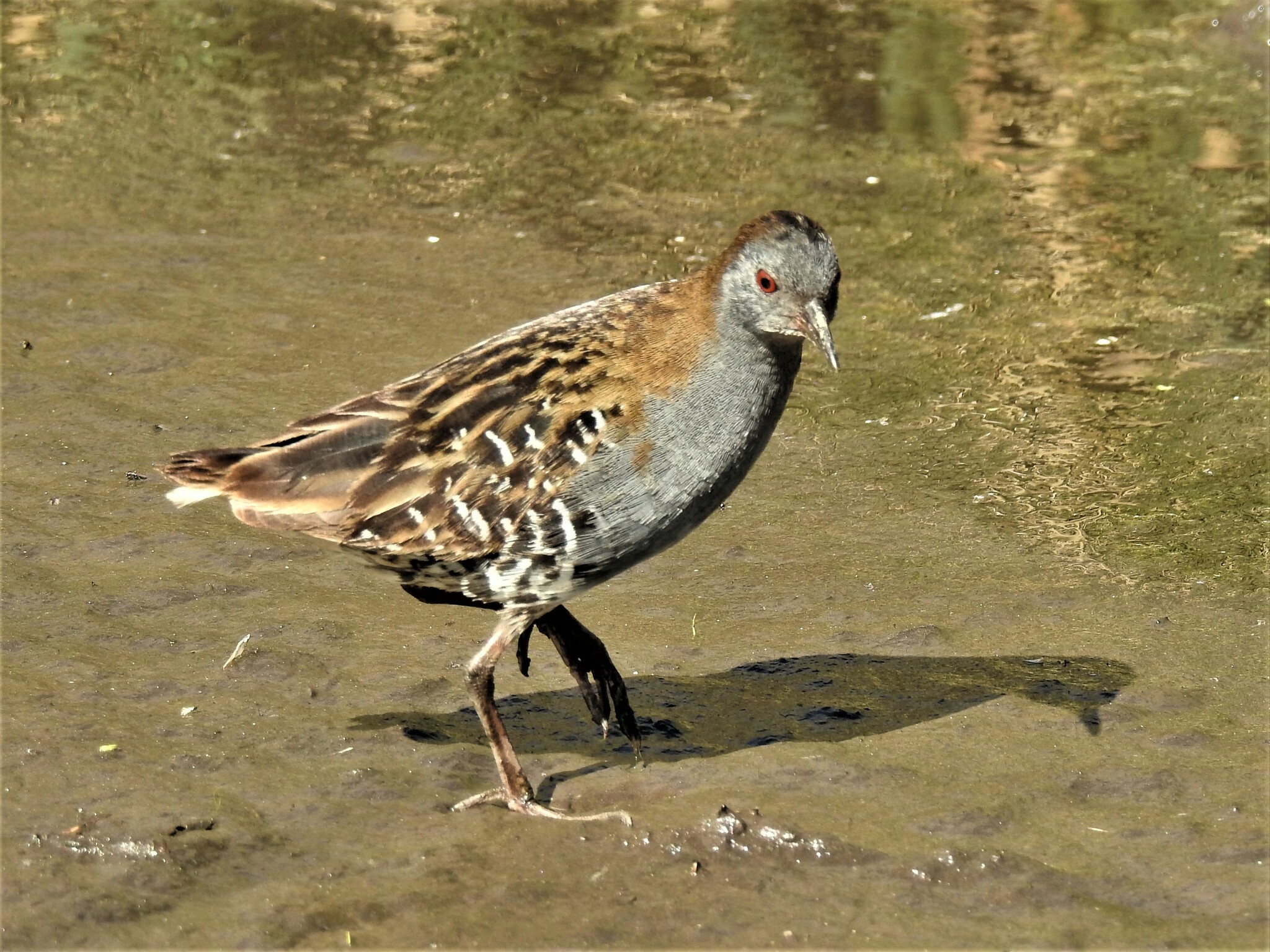 Porzana spiloptera Durnford, 1877