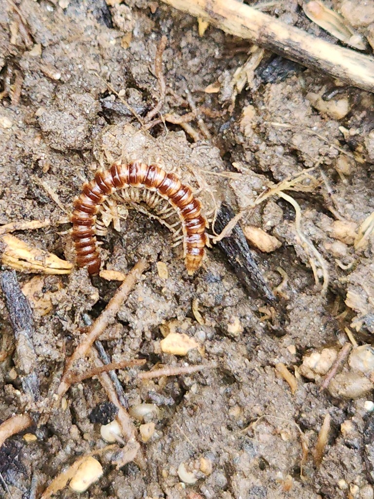 Greenhouse Millipede from Riverside, California, United States on ...