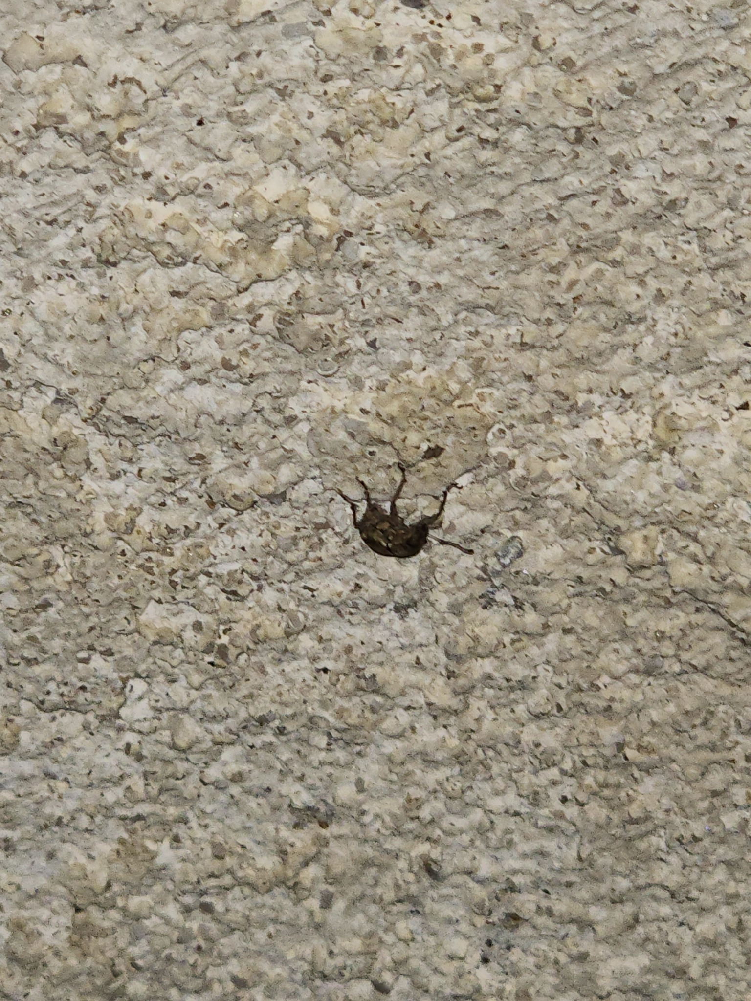 Pantomorus cervinus (Boheman, 1840)