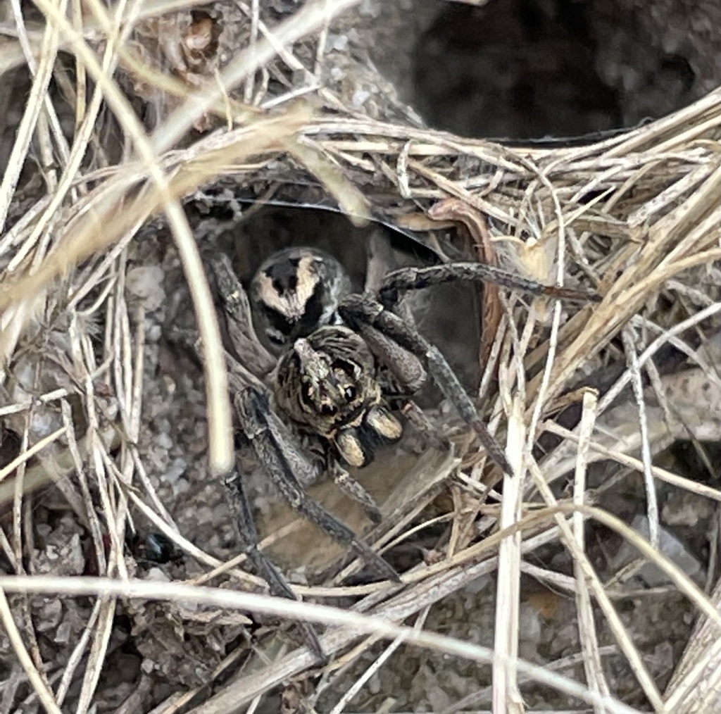 Union-Jack Wolf Spiders from Boundary Tk E, Frankston South, VIC, AU on ...