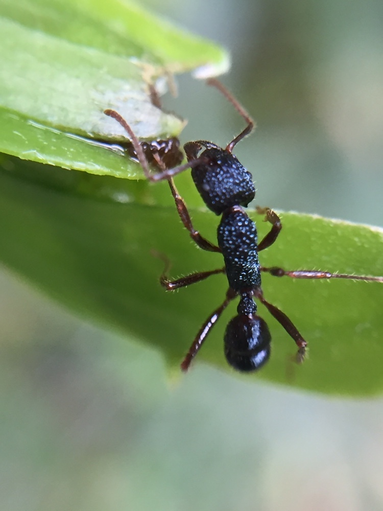Blue Pony Ant from Auckland, New Zealand on January 30, 2023 at 01:11 ...