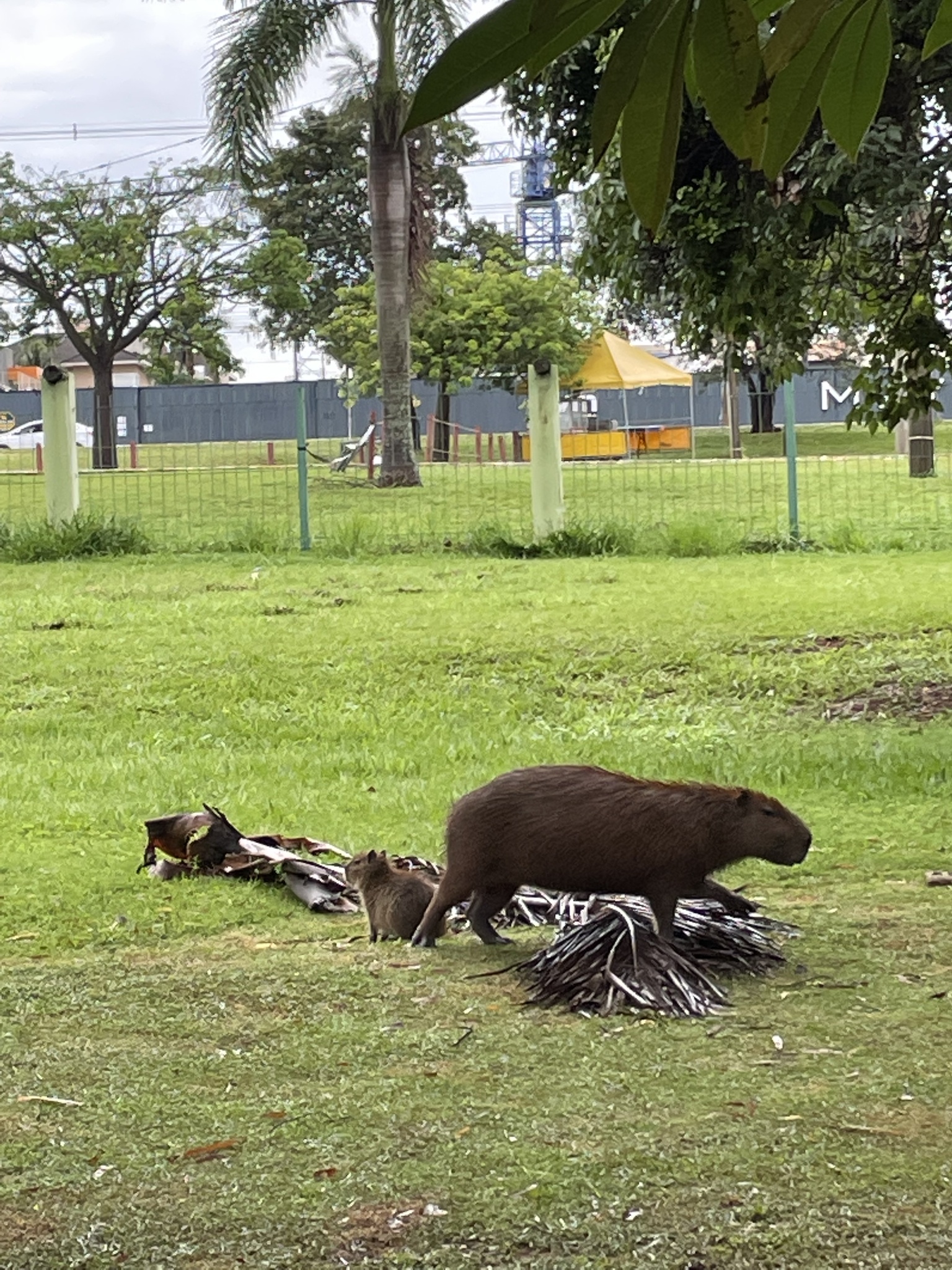 Hydrochoerus hydrochaeris (Linnaeus, 1766)