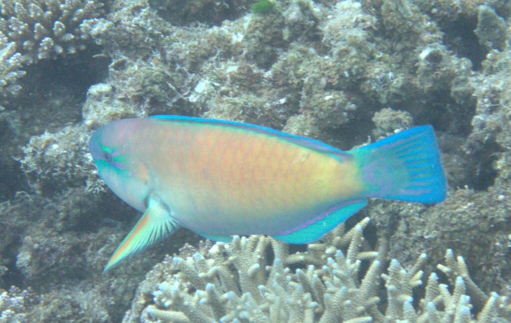 Pacific Bullethead Parrotfish from Gladstone, QLD, Australia on January ...