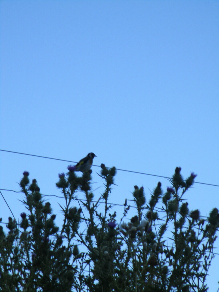 European Goldfinch from Frankton, Queenstown, New Zealand on January 29 ...