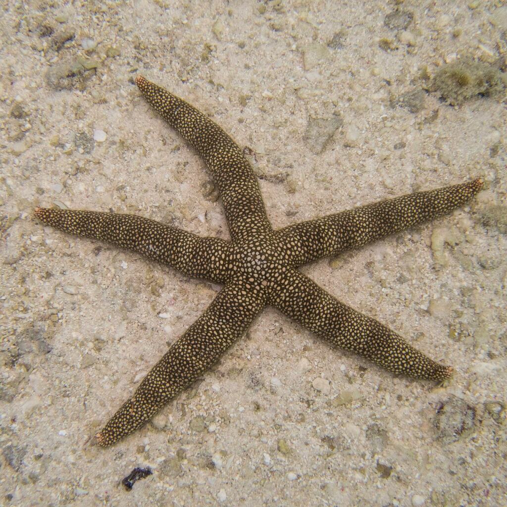 Warty Sea Star from Gladstone, QLD, Australia on January 25, 2023 at 01 ...