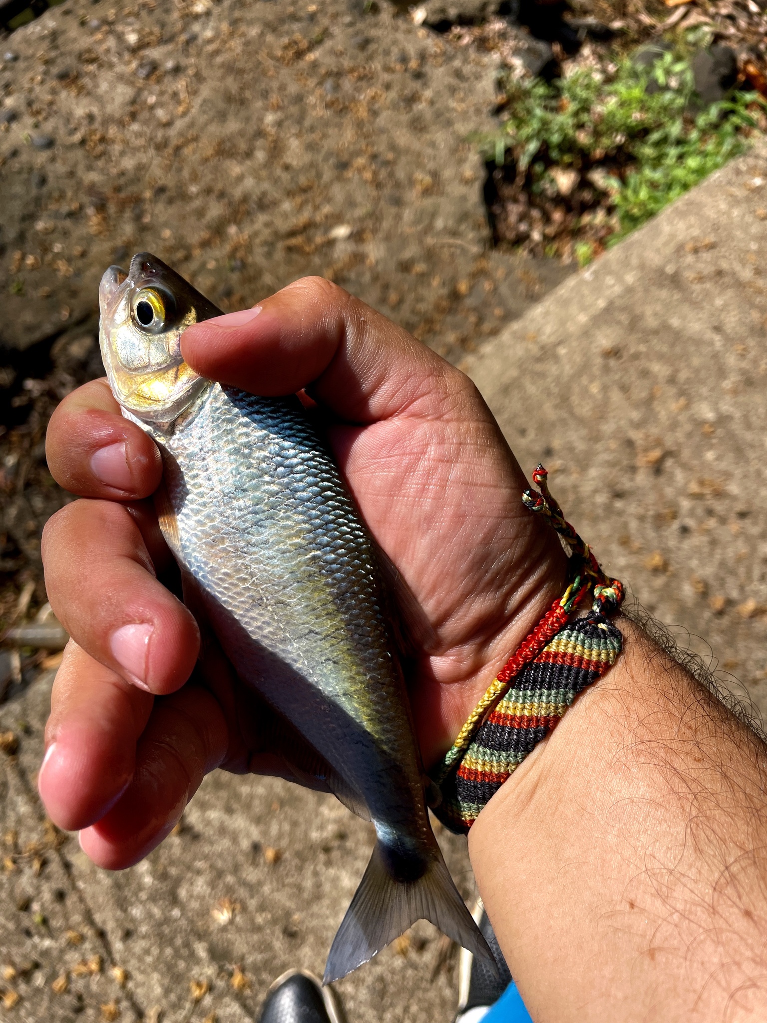 Brycon guatemalensis Regan, 1908