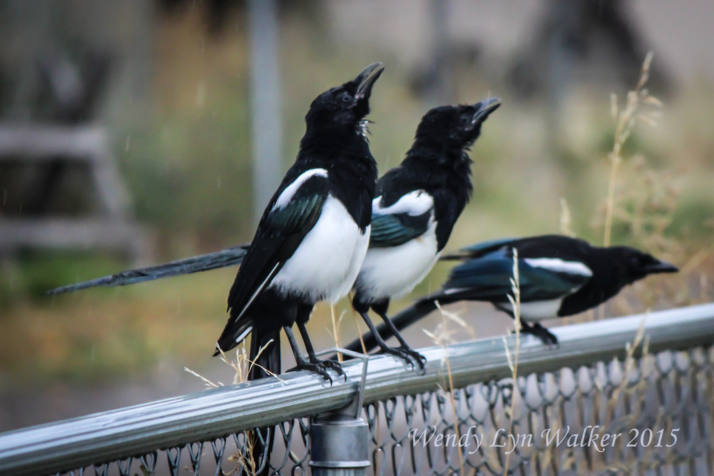 Black-billed Magpie from Livingston, MT 59047, USA on September 28 ...