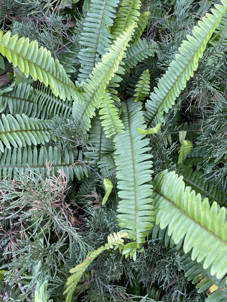 sword ferns from Greater Thonotosassa, Tampa, FL, USA on January 29 ...