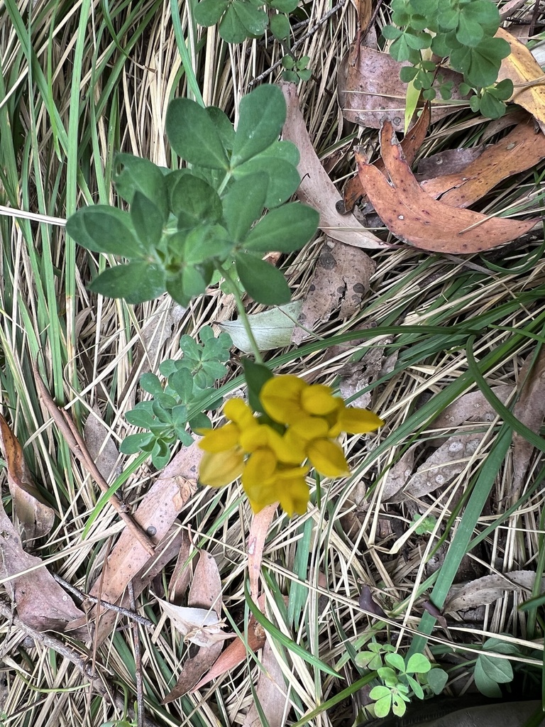 greater bird's-foot-trefoil from Broompark Cr, Olinda, VIC, AU on ...