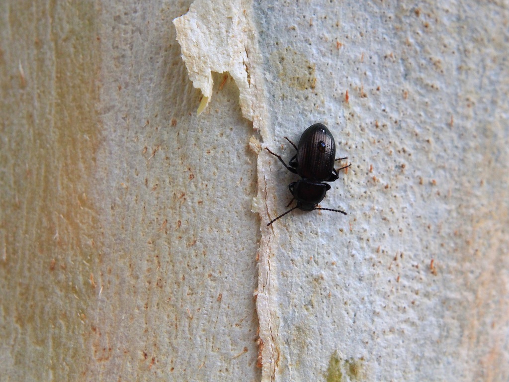 Adelium in January 2023 by cinclosoma · iNaturalist