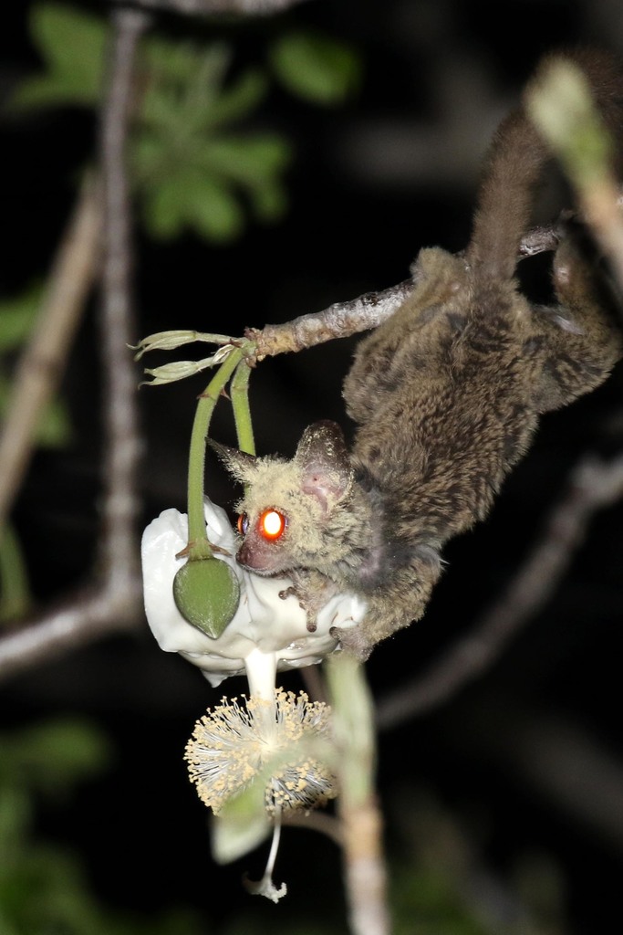 Galagos (Galagidae) - Know Your Mammals