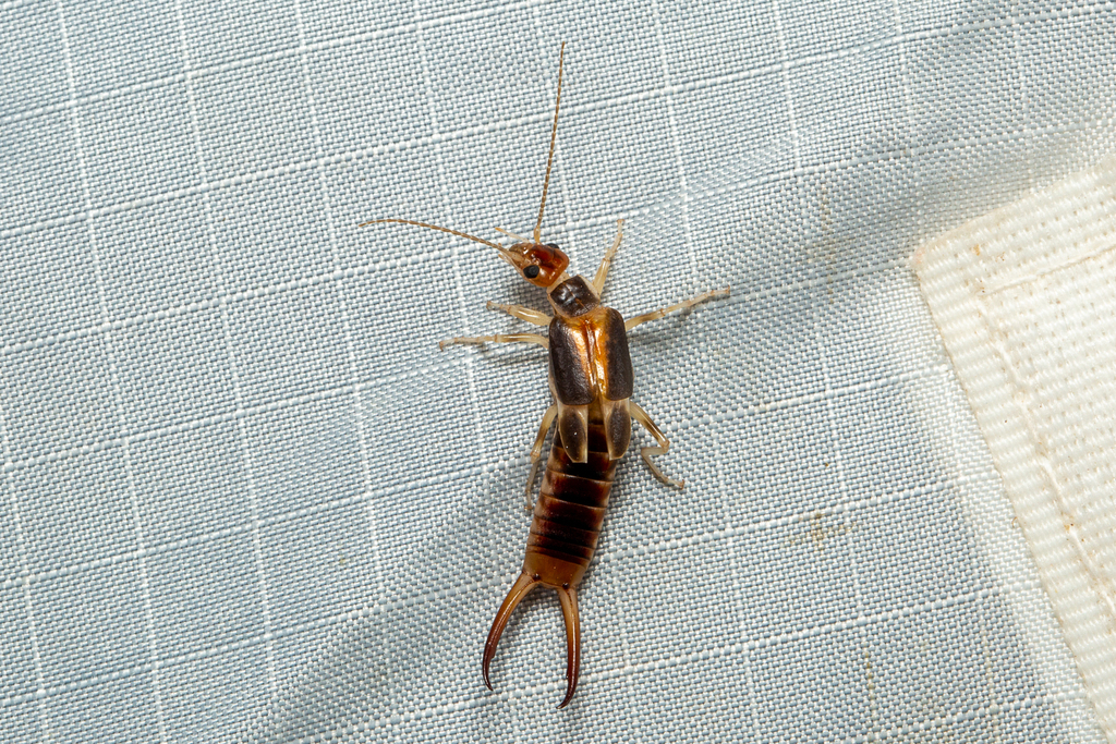 Labidura truncata from Mount Kaputar, NSW on January 25, 2023 at 11:24 ...