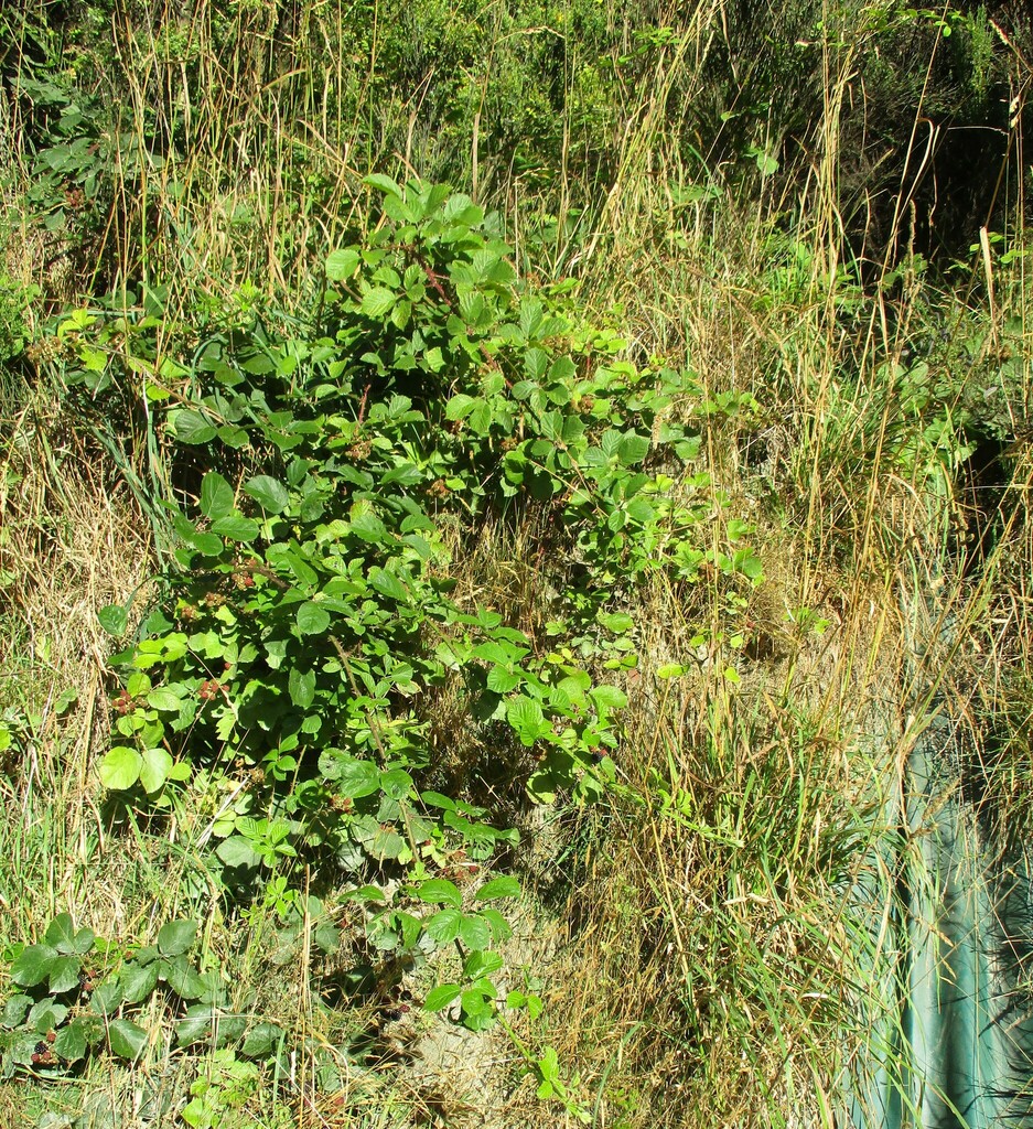 European bramble complex from Frankton, Queenstown, New Zealand on ...