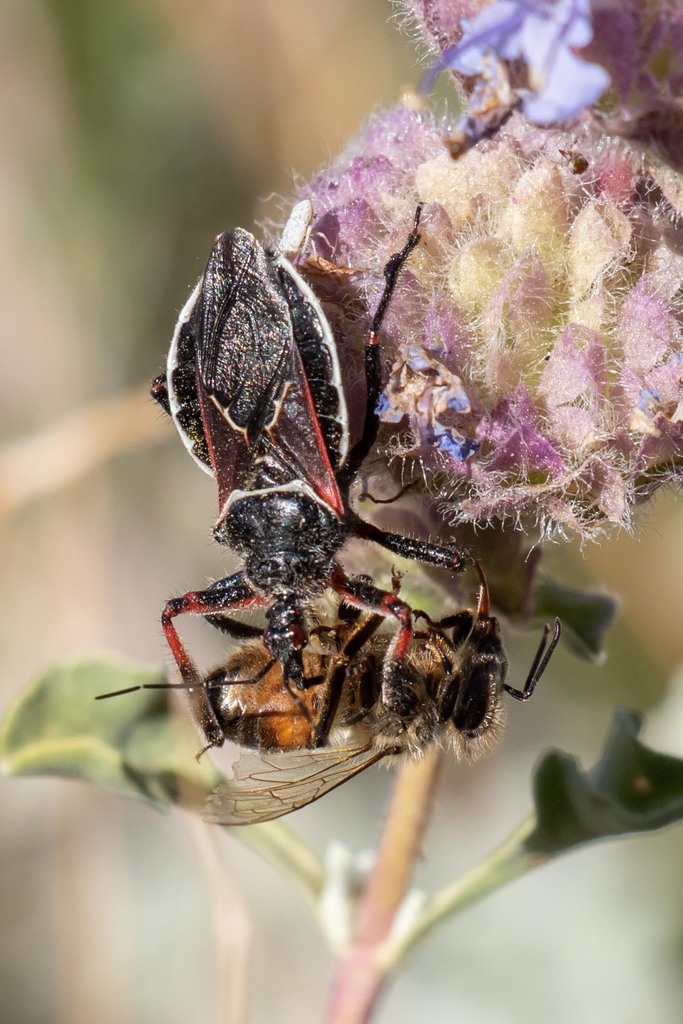 California Bee Assassin from Pinon Hills, CA, USA on May 13, 2018 at 05 ...