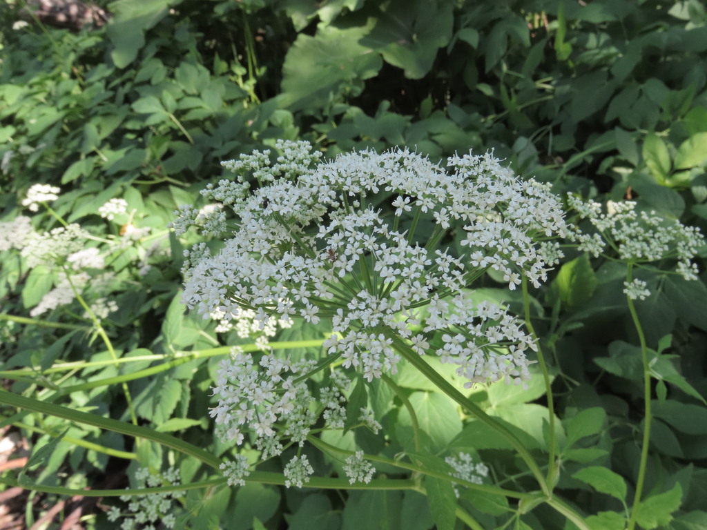 Goutweed from Magog, QC, Canada on June 24, 2020 at 04:11 PM by Chantal ...