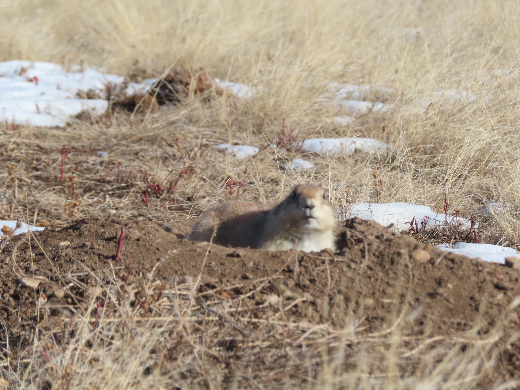 Cynomys ludovicianus (Ord, 1815)