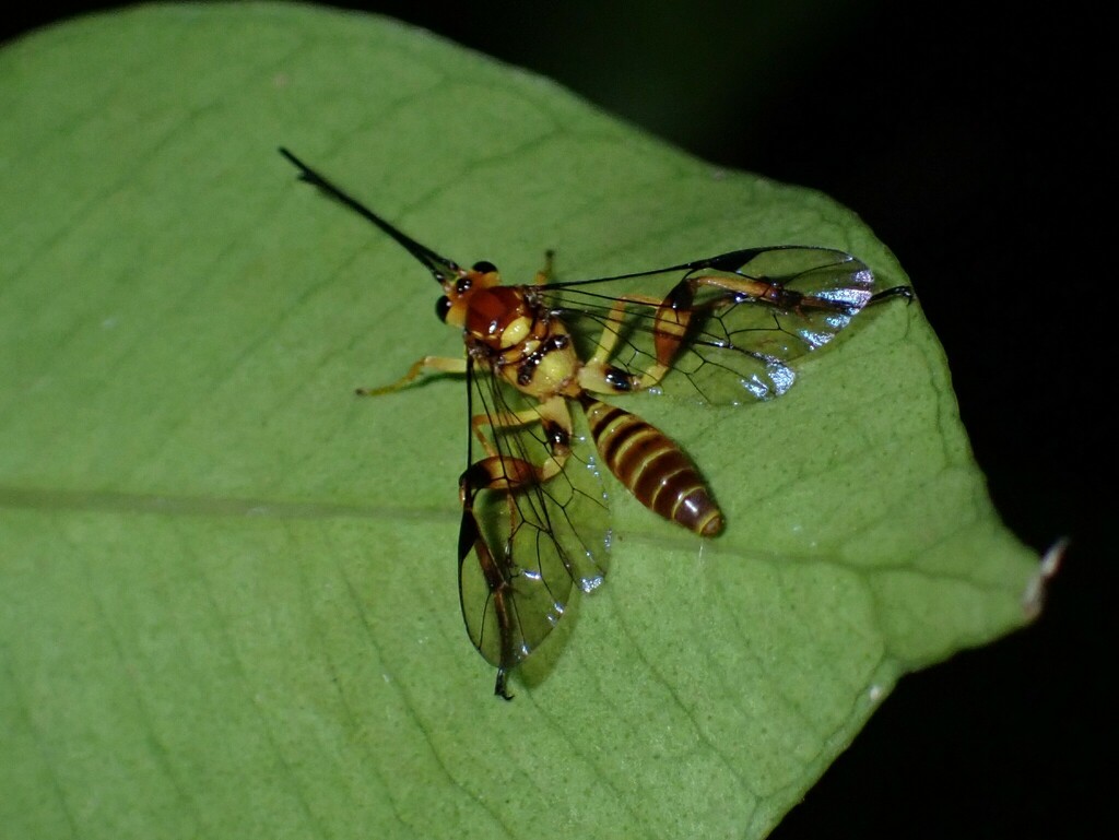 Bee Parasitizing Wasps from Cabbage Tree Creek VIC 3889, Australia on ...