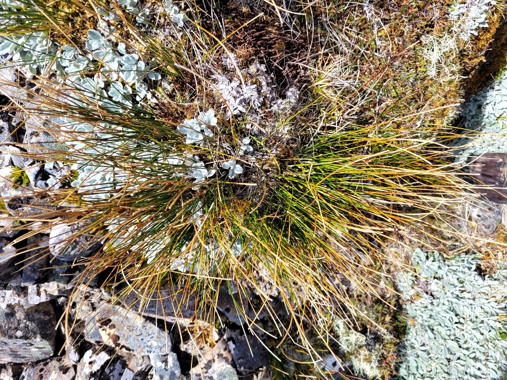Bog Rush from 7895, New Zealand on January 29, 2023 at 01:11 PM by ...