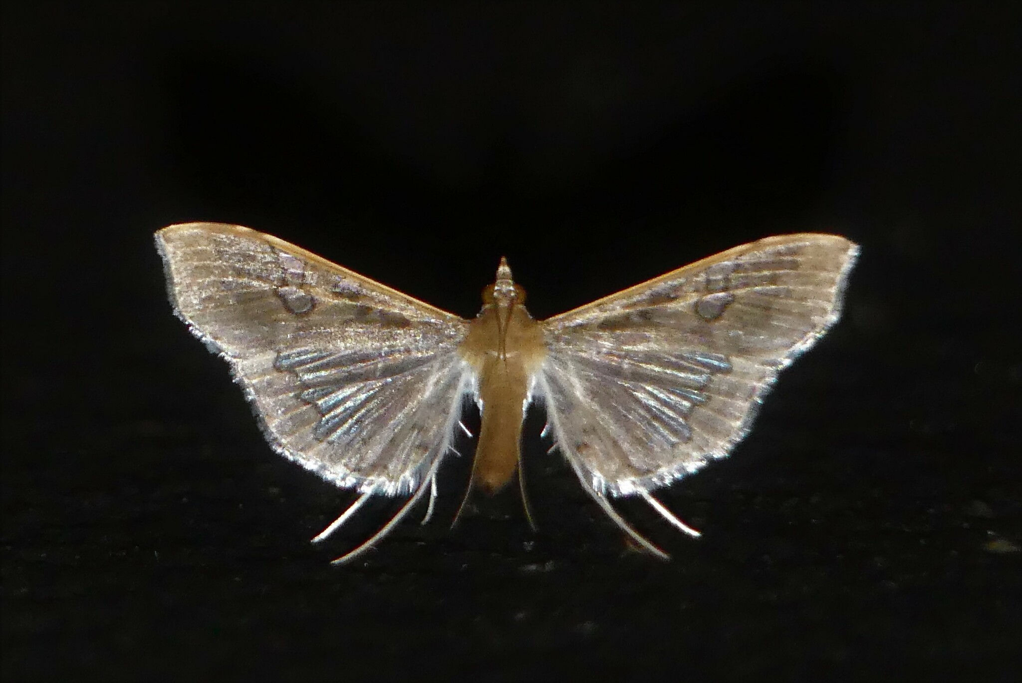 Maruca vitrata (Fabricius, 1787)
