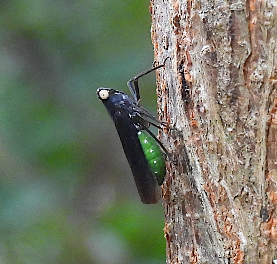 green and black planthopper from Hall Reserve Park, Ferny Hills, QLD ...