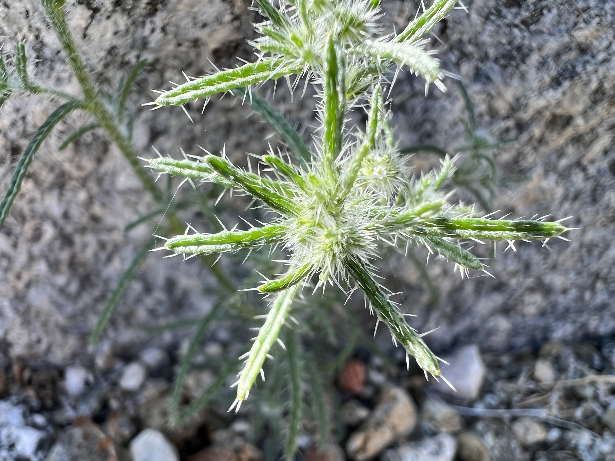 Cryptantha maritima (Greene) Greene