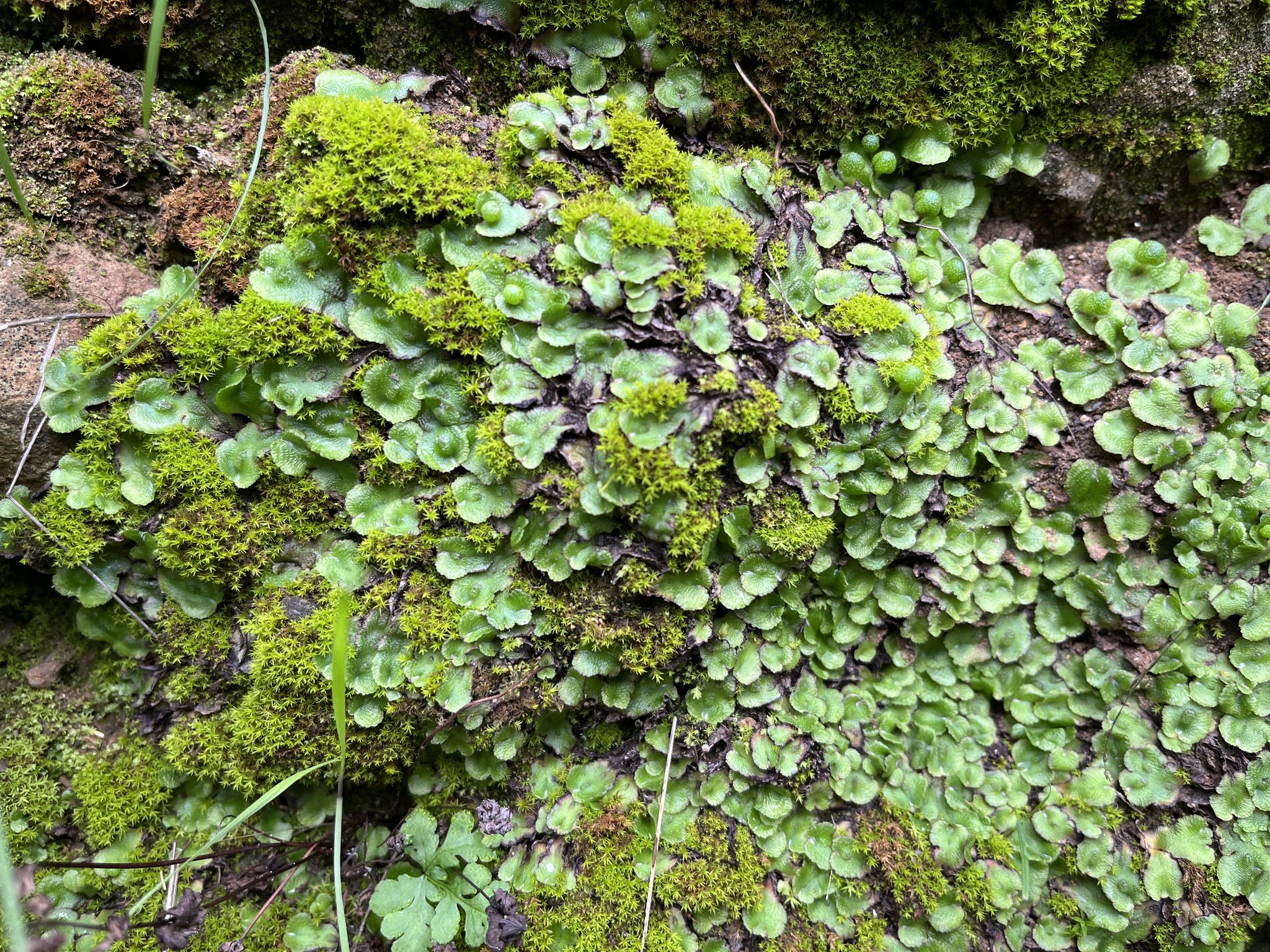Asterella P.Beauv.