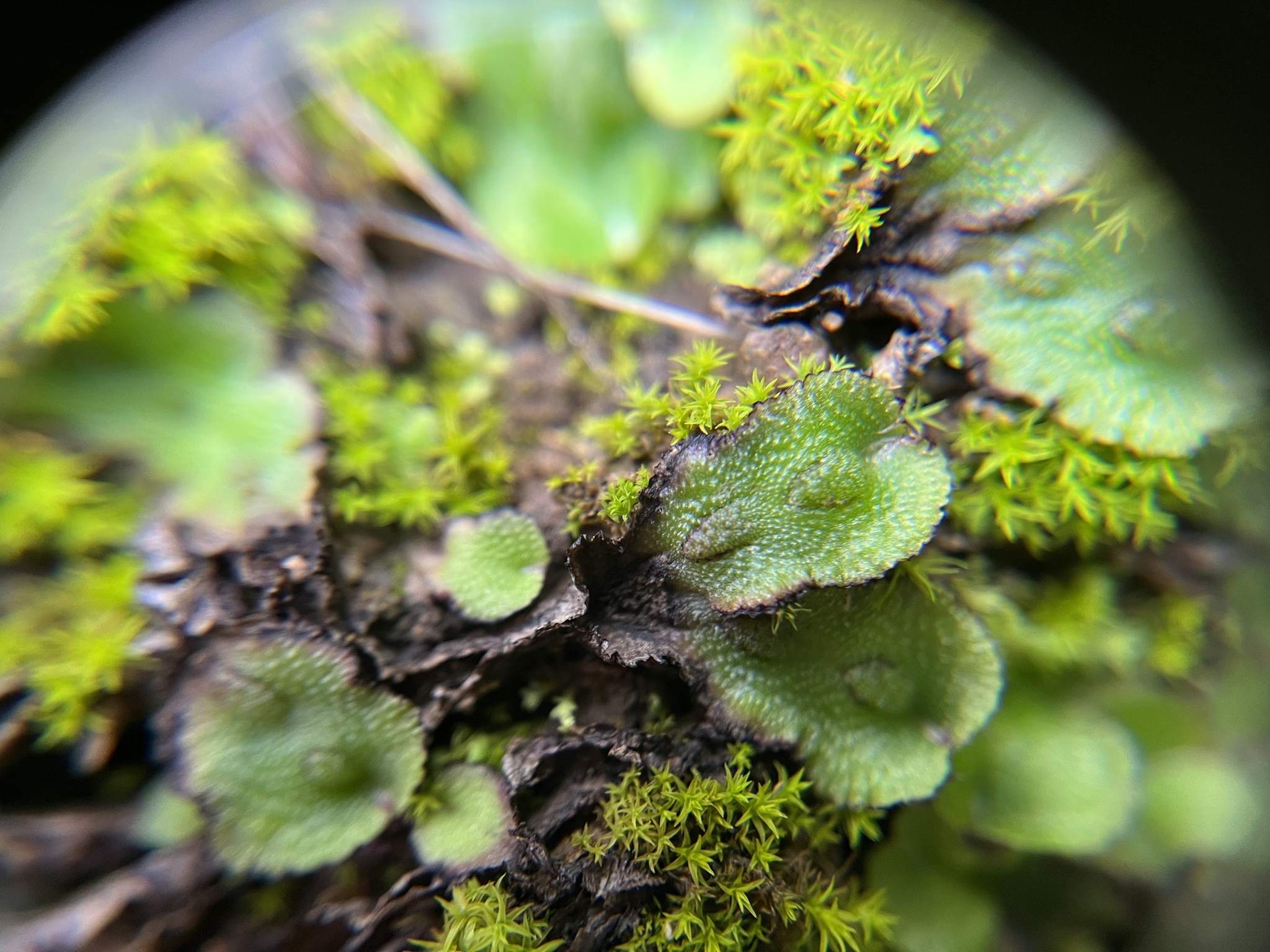 Asterella californica (Hampe ex Austin) Underw.