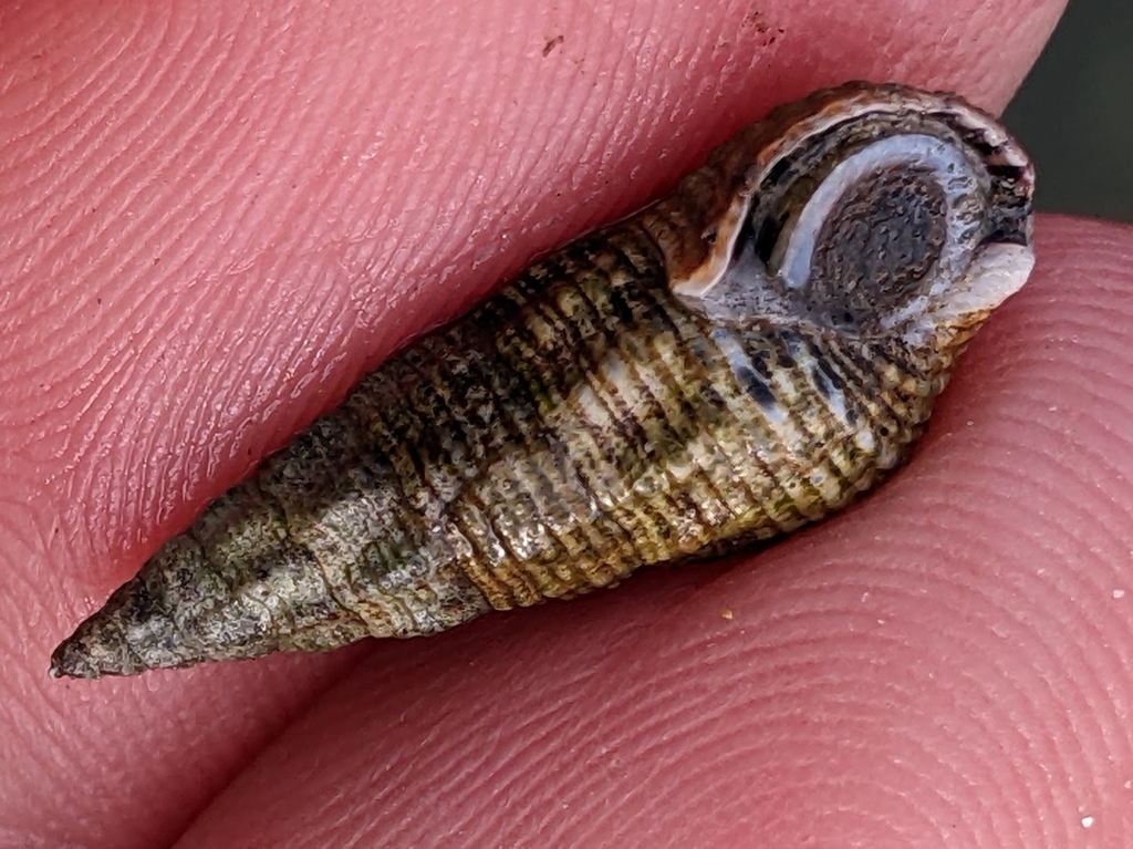 Japanese False Cerith from Marin County, CA, USA on January 29, 2023 at ...