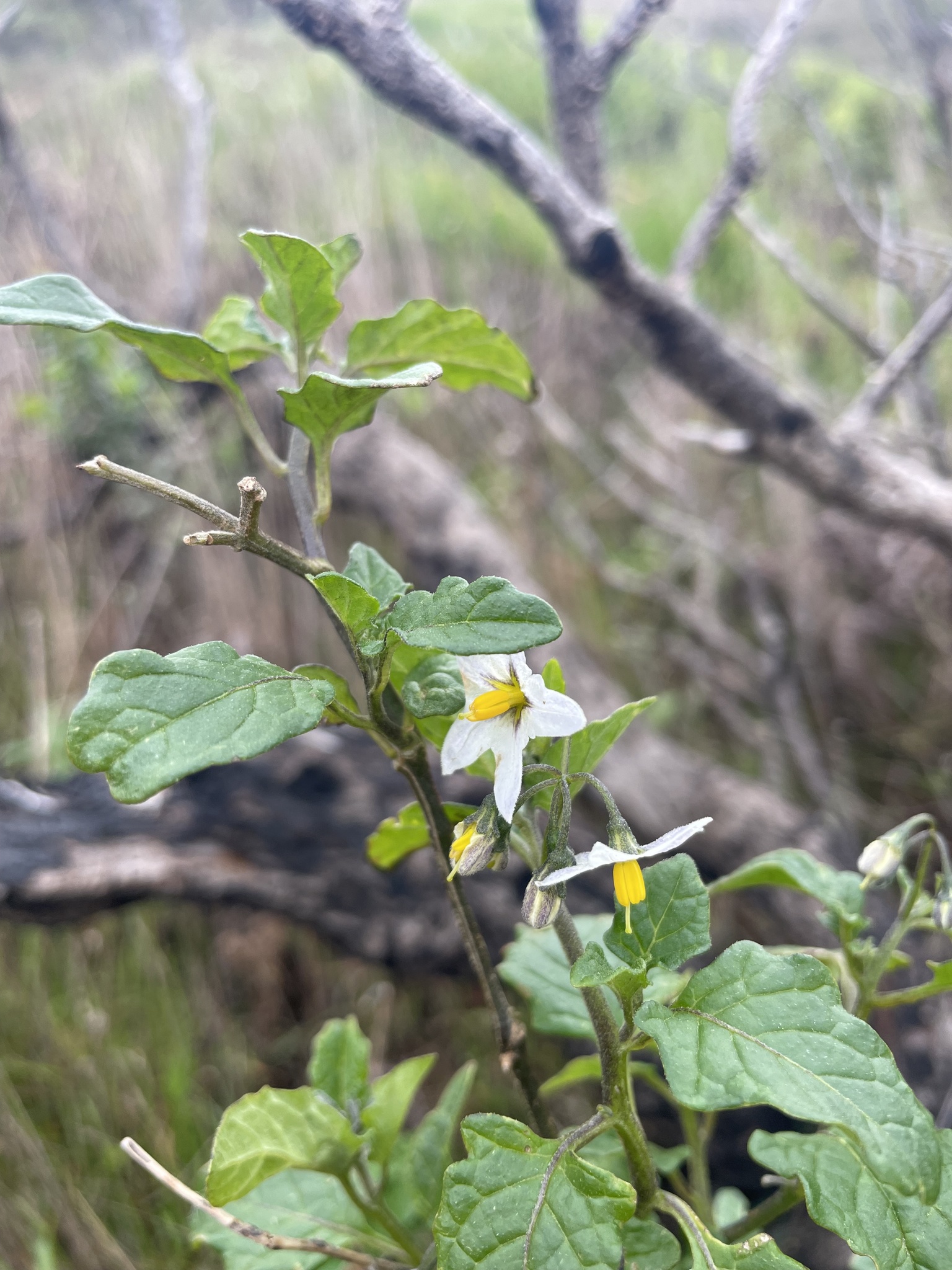Solanum furcatum Dunal