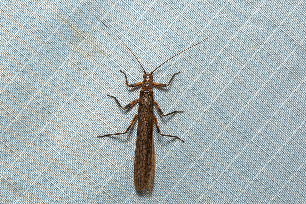 Stoneflies from Govenor Trail, Mt. Kaputar NP, NSW on January 24, 2023 ...