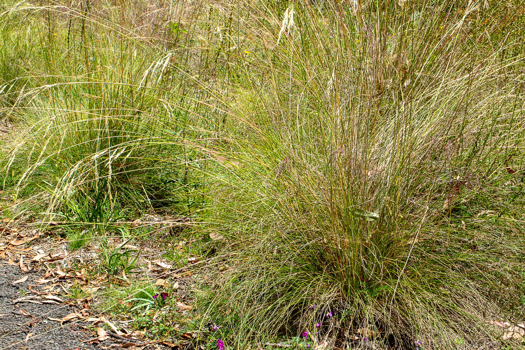 grasses from Dawson Creek Campground, Mt. Kaputar NP, NSW on January 26 ...