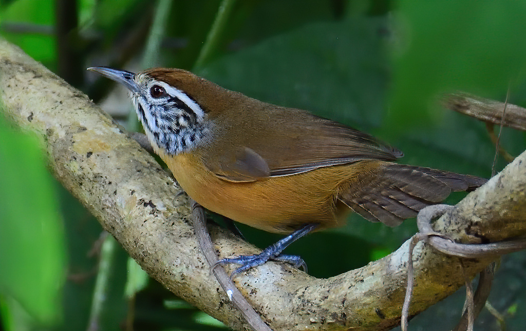 Happy Wren from Cabo Corrientes, Jalisco, Mexico on January 22, 2023 at ...
