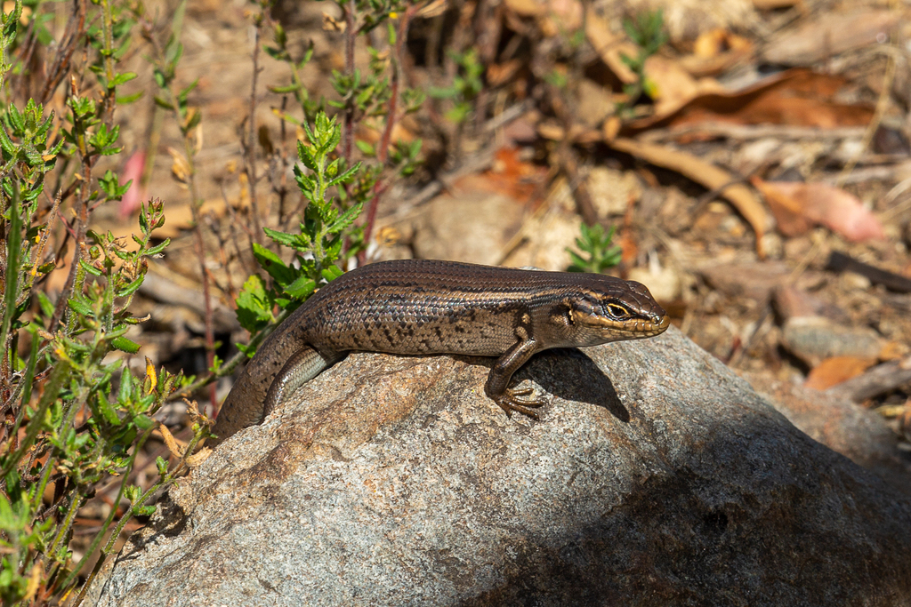 White's Skink from Govenor Trail, Mt. Kaputar NP, NSW on January 25 ...