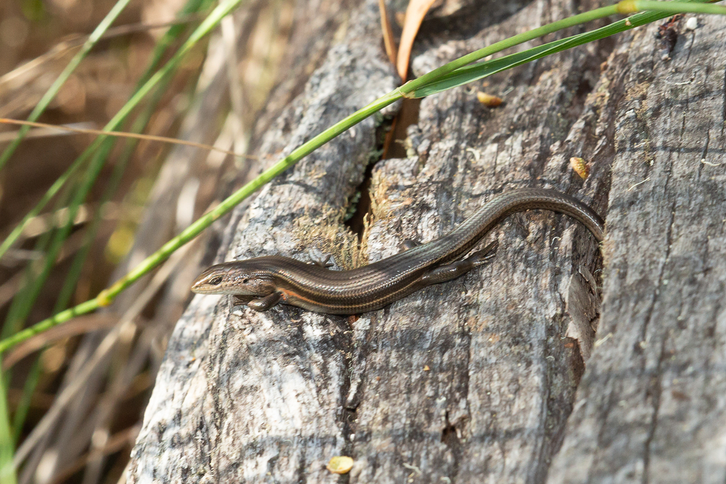 Tussock Skink from Govenor Trail, Mt. Kaputar NP, NSW on January 26 ...