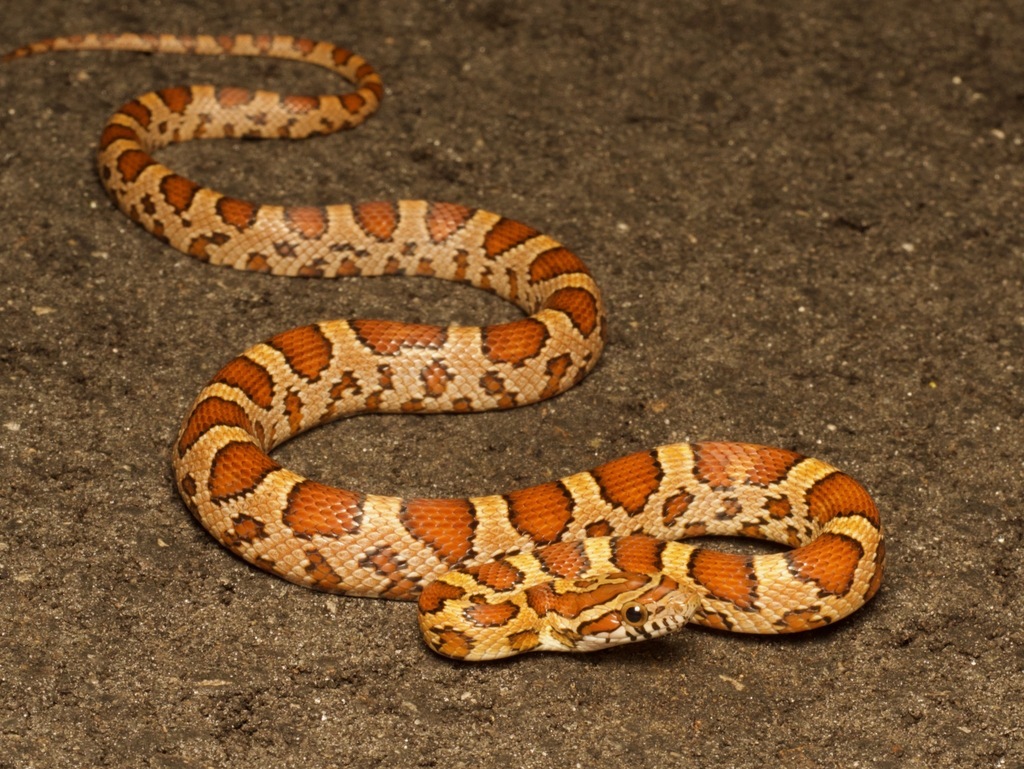 Corn Snake from Miami-Dade, Everglades National Park, Florida, United ...