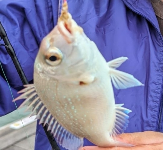 Australasian Snapper from Mordialloc VIC 3195, Australia on January 30 ...