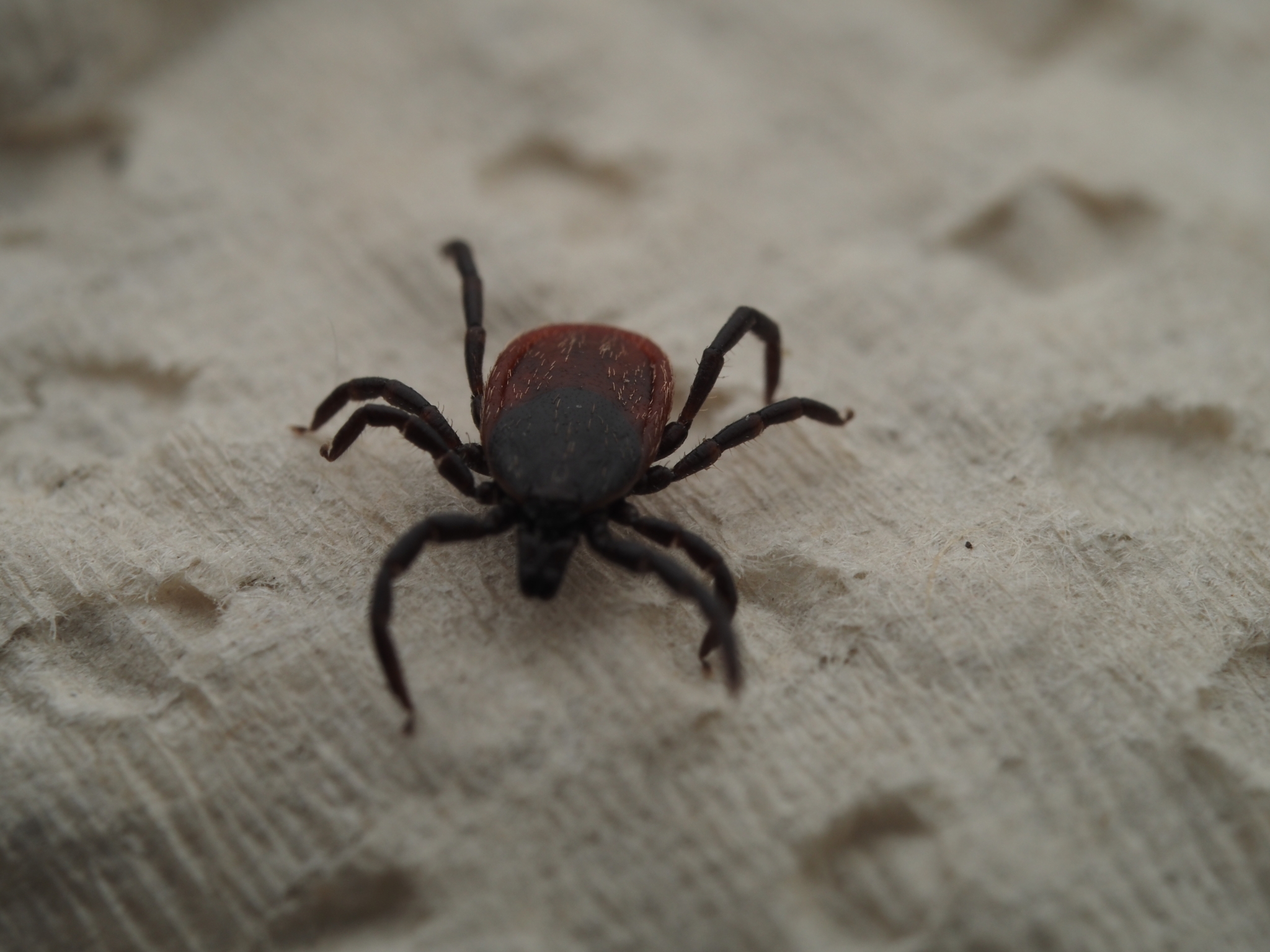 Ixodes pacificus Cooley & Kohls, 1943