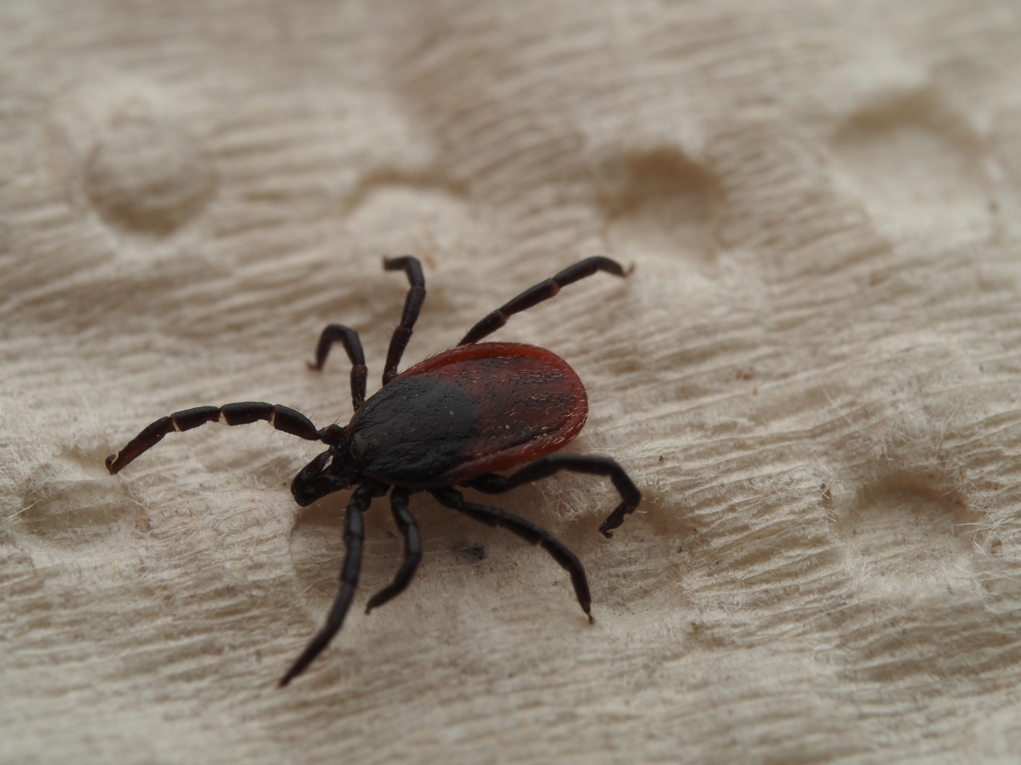 Ixodes pacificus Cooley & Kohls, 1943