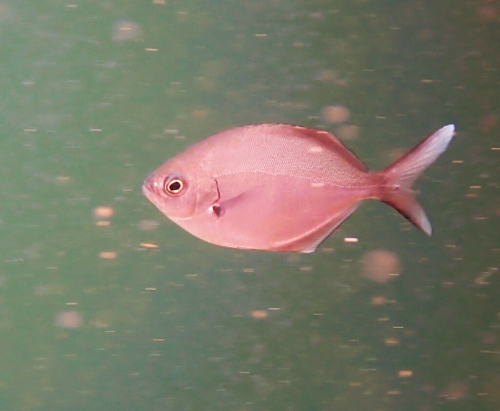 Silver Sweep from Sydney NSW, Australia on January 13, 2023 at 01:52 PM ...