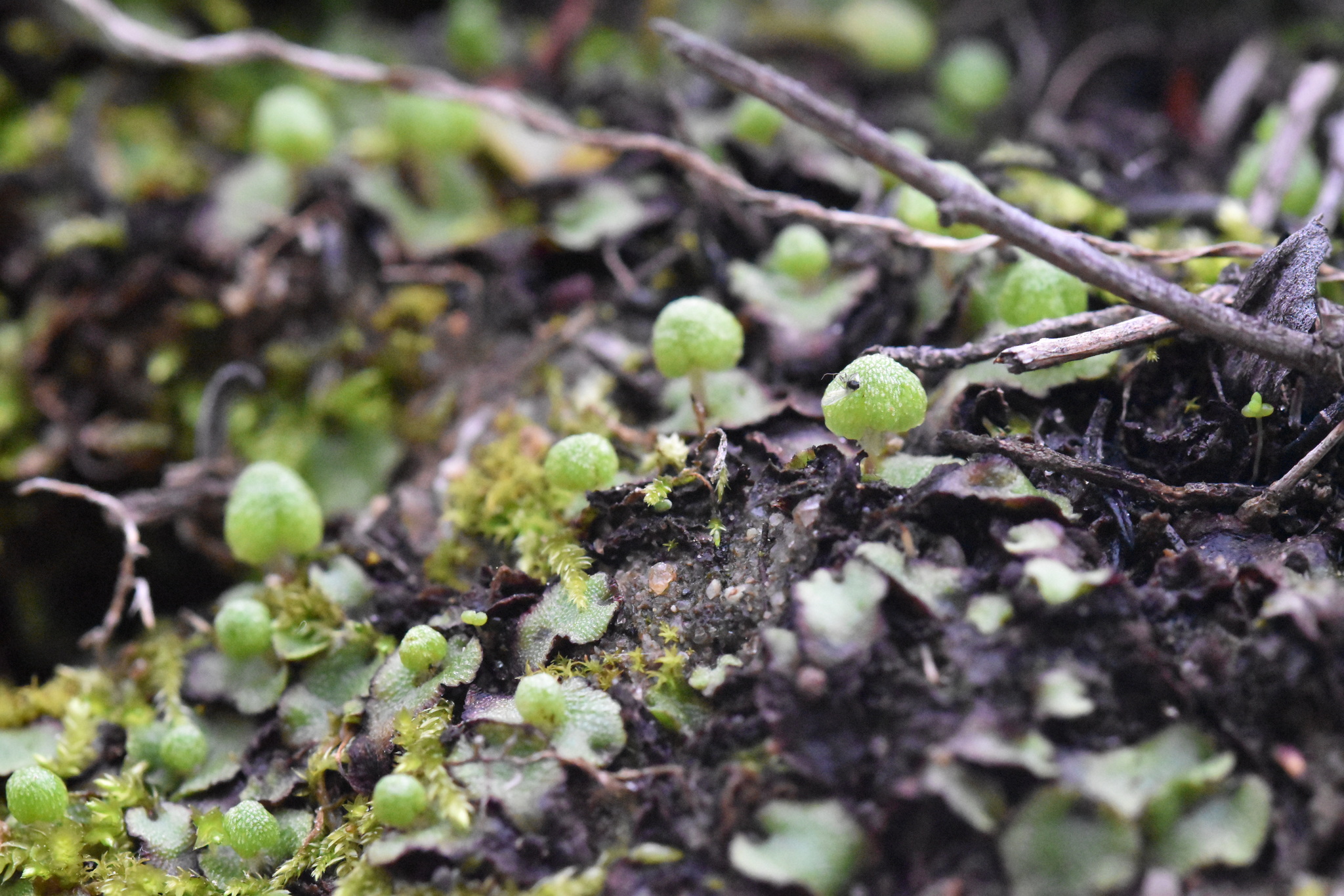 Asterella P.Beauv.