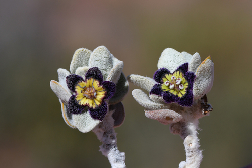 Anthotroches (Genus Anthotroche) · iNaturalist