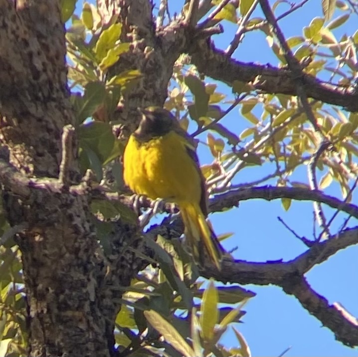 Icterus parisorum Bonaparte, 1838