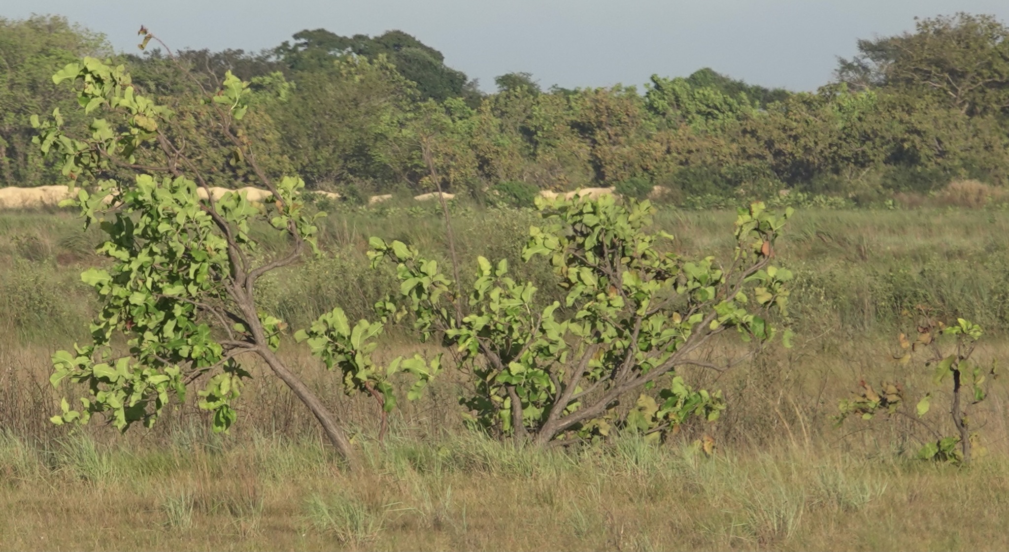 Curatella americana L.