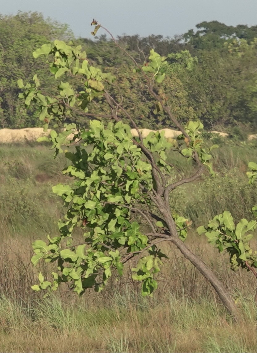 Curatella americana L.