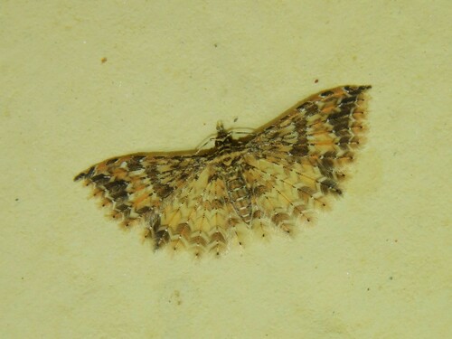 Alucita malawica · iNaturalist