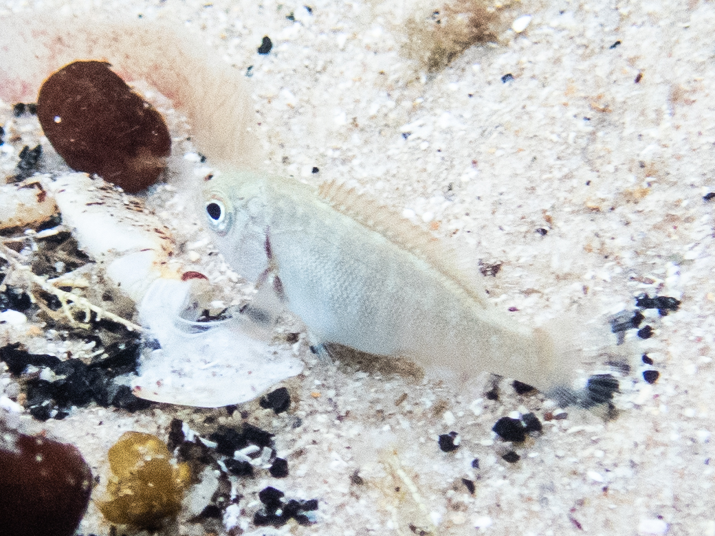 Girella elevata Macleay, 1881