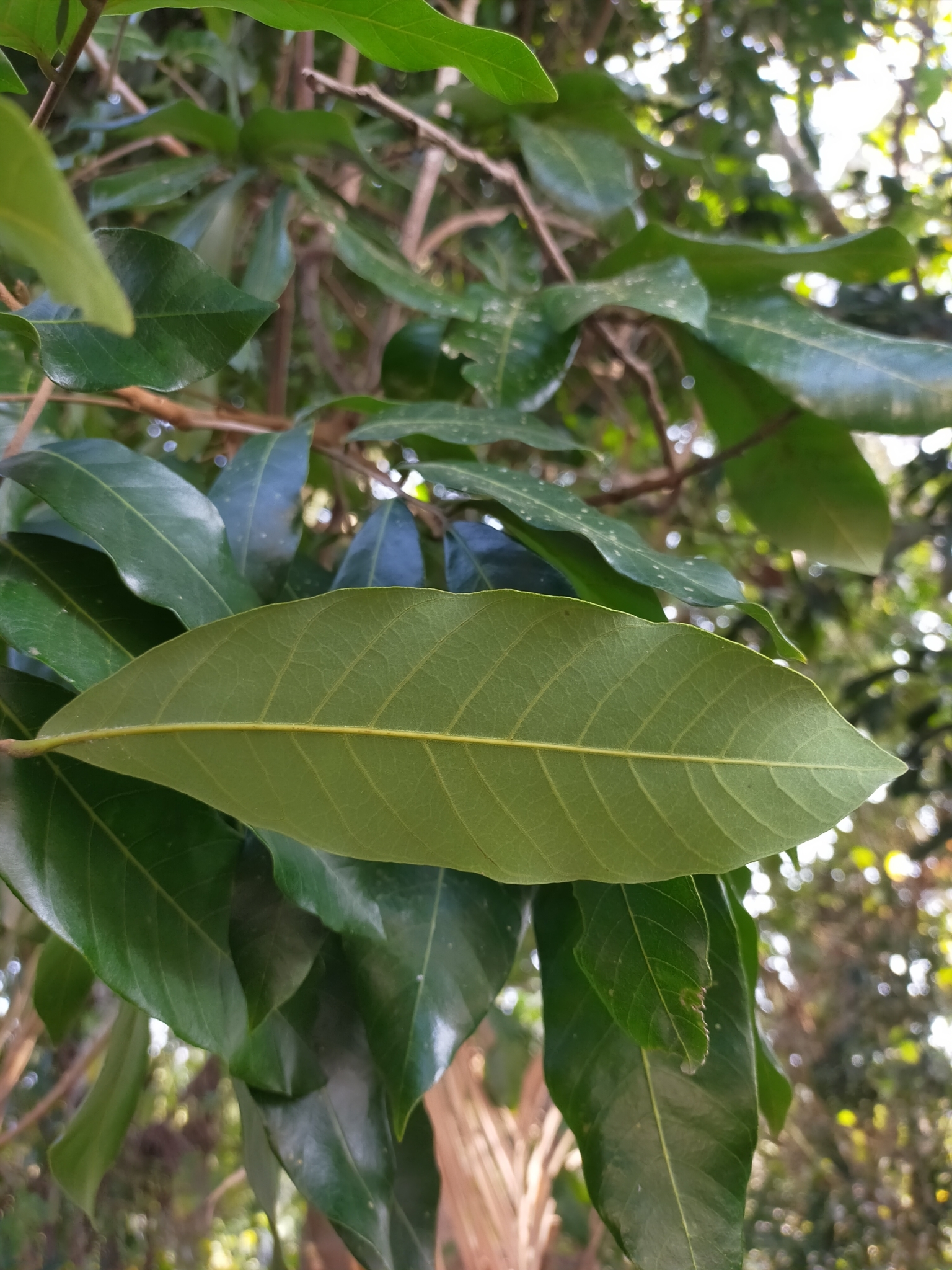 Dimocarpus longan Lour.